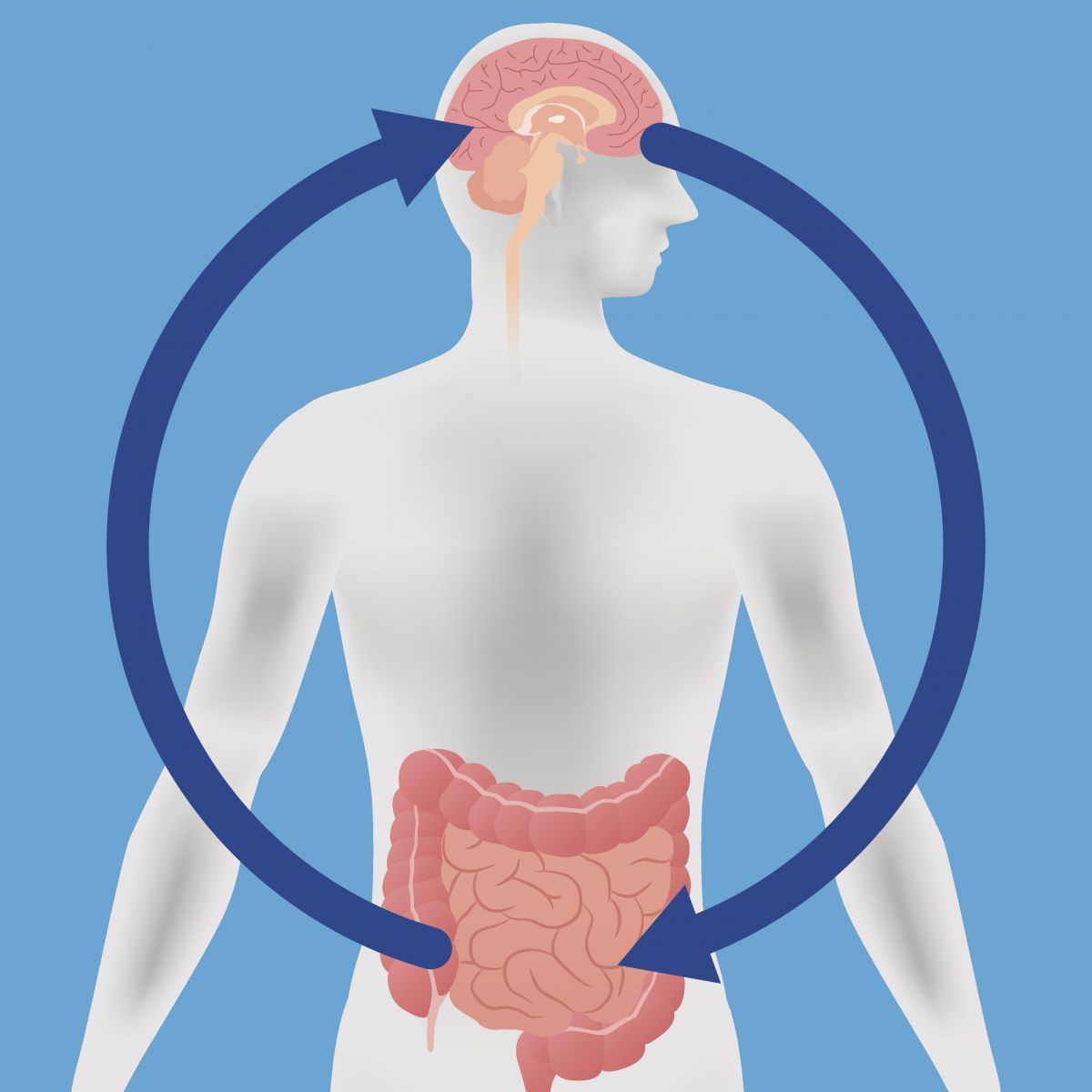 Probiotics May Help Boost Mood And Cognitive Function Harvard Health