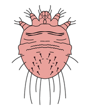 Pubic Lice Or Crab Lice - Harvard Health